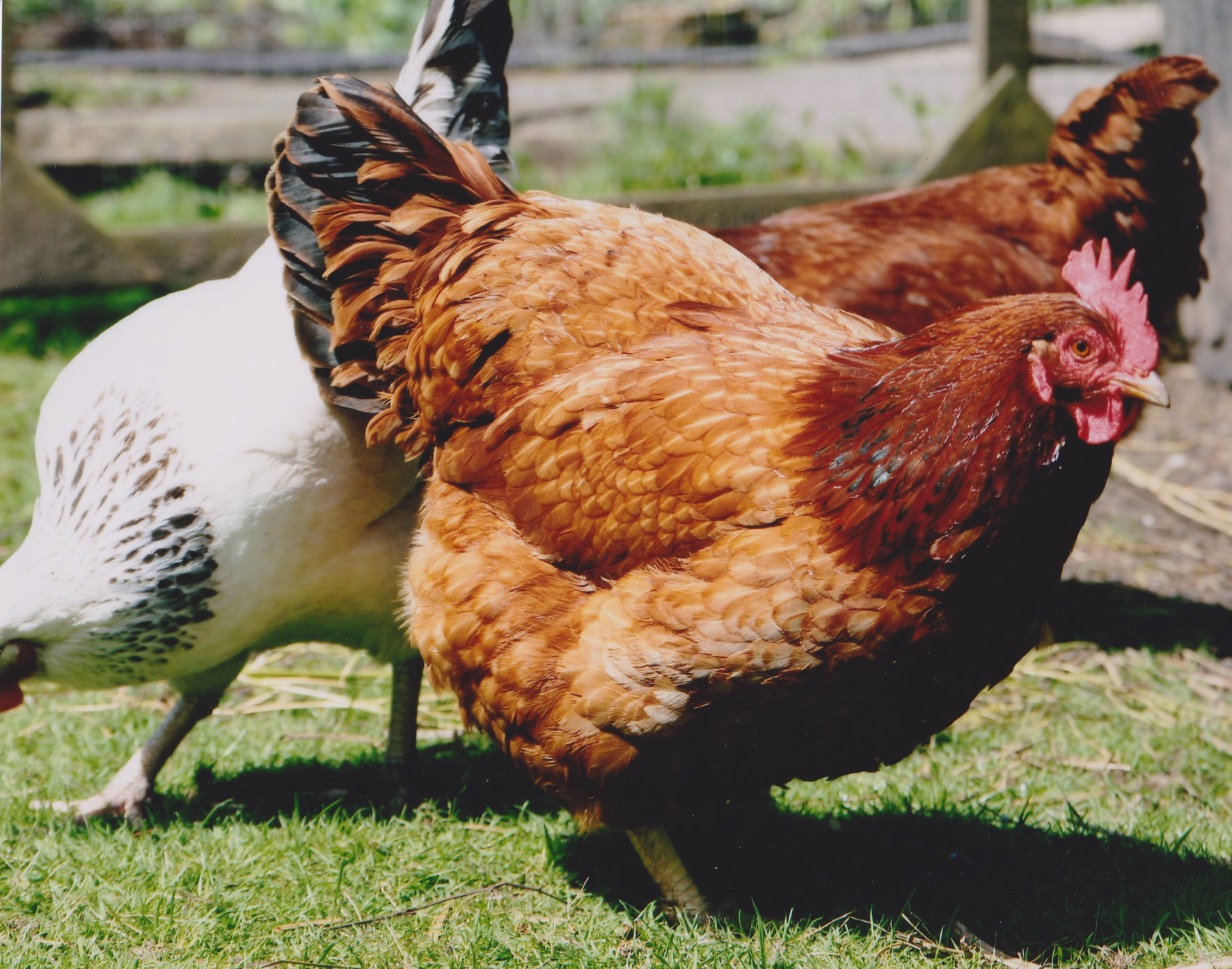 Chicken fancier, nurse and personal trainer – jbrip